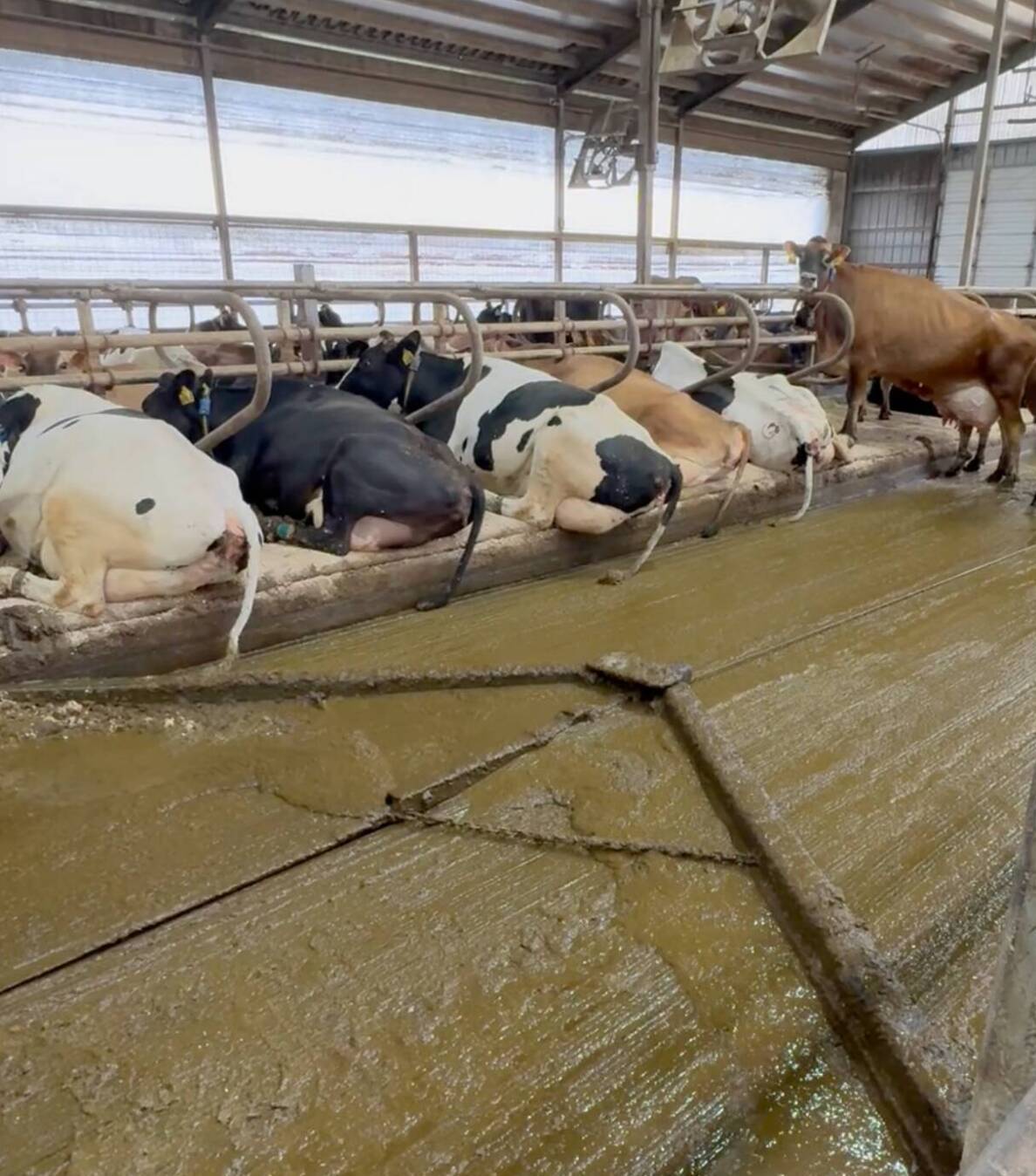 3 Advantages of Alley Scraper Systems vs. Skid Steers - Patz Corporation