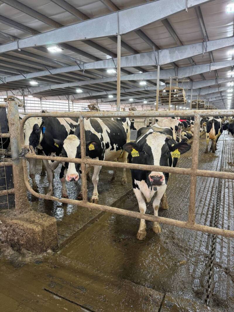 3 Advantages of Alley Scraper Systems vs. Skid Steers - Patz Corporation