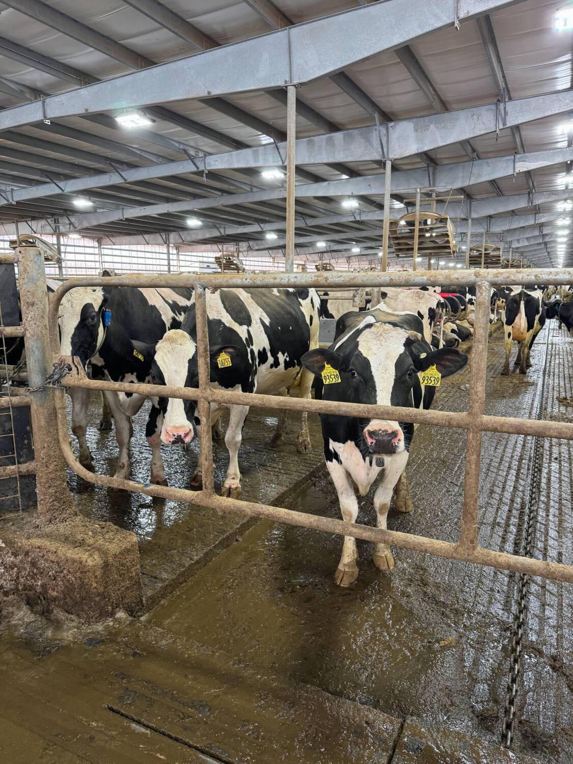 3 Advantages of Alley Scraper Systems vs. Skid Steers - Patz Corporation