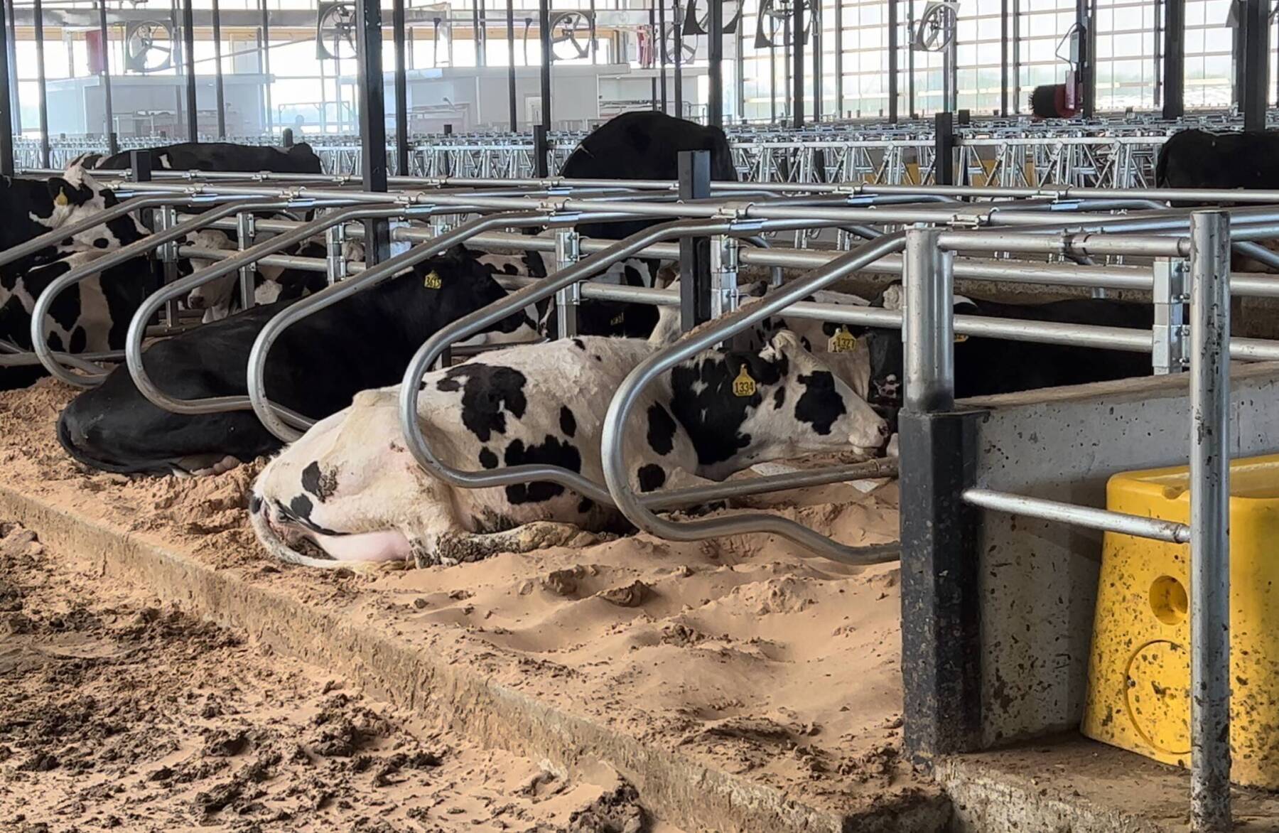 SAND BEDDING: Is it right for your dairy operation? - Patz Corporation